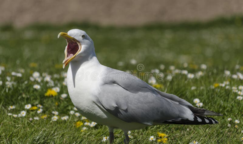 Seagull is calling out stock photo. Image of gulls, alene - 213486816