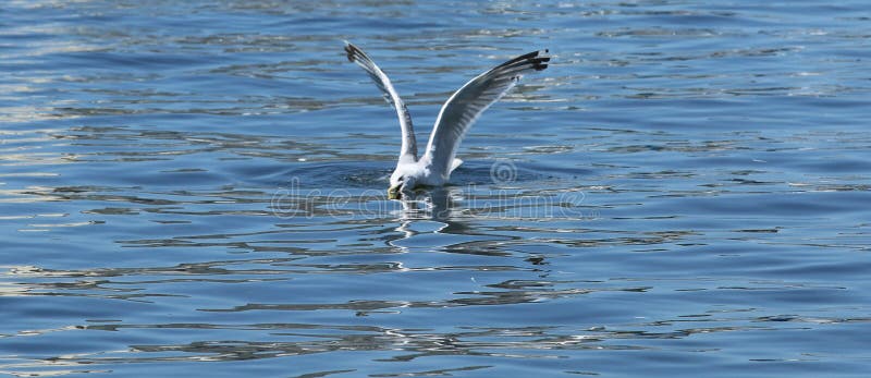 Seagull catching fish stock photo. Image of isbjerg, landskab - 83294988