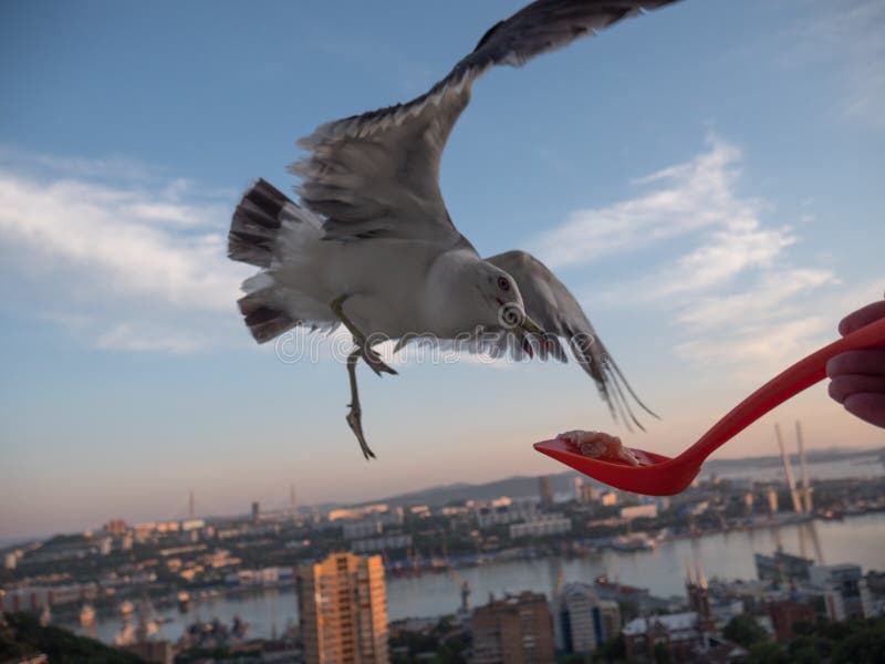 The Seagull Catching a Fish. Seabird with Wide Spread Wings. Gull Lands ...