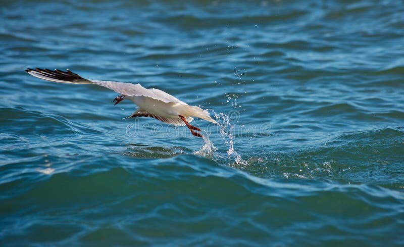 A Seagull with a Caught Fish in Flight Over the Water Stock Image ...