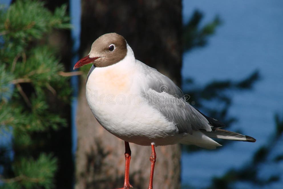 Seagull stock photo. Image of travelling, journey, bird - 39524754