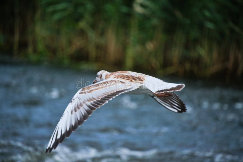 Seagull Chick Hovering Over Water Stock Photo - Image of seagull, wild ...