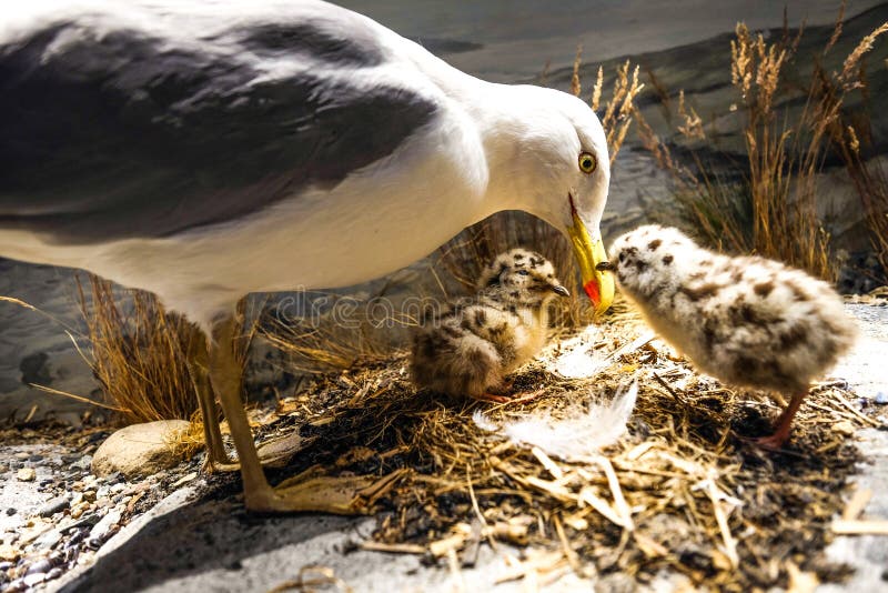 Seagull and Chicks stock image. Image of chick, fauna - 75169737