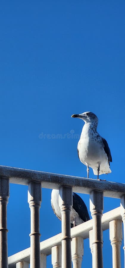 Seagull chilling stock photo. Image of seagull, bird - 263774894