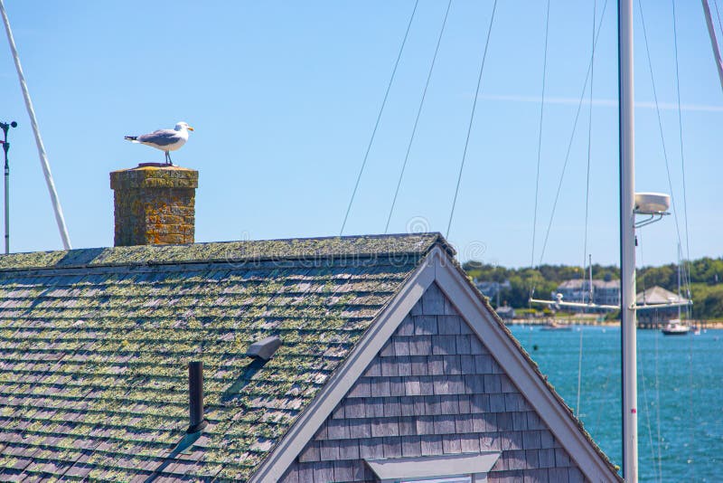Seagull on Chimney of Oceanfront Building Stock Image - Image of gull ...