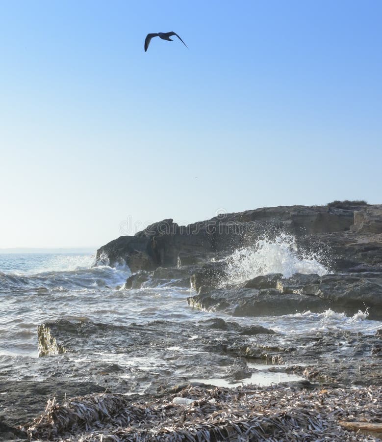 Seagull Choppy Seas stock image. Image of bright, seas - 38430279