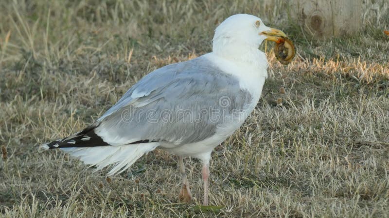 Seagull with a Shell in Its Beak 2 Stock Image - Image of feathers ...