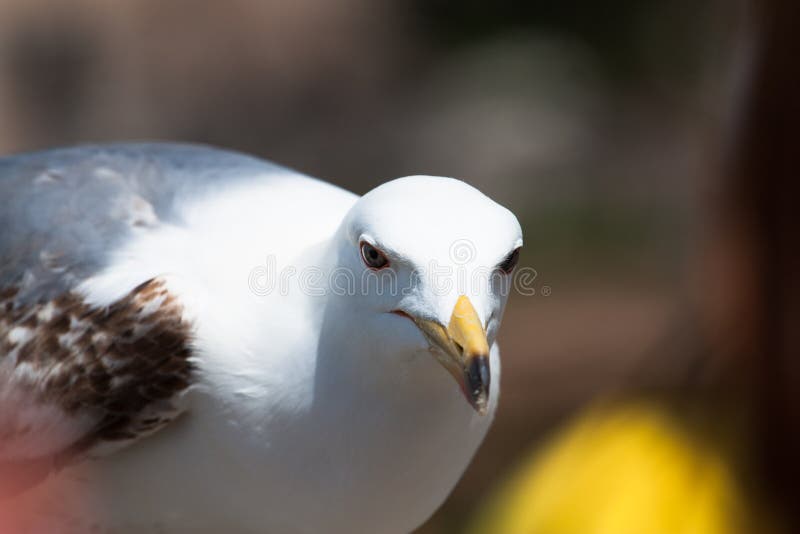 Seagull close up stock image. Image of plumage, look - 89406679