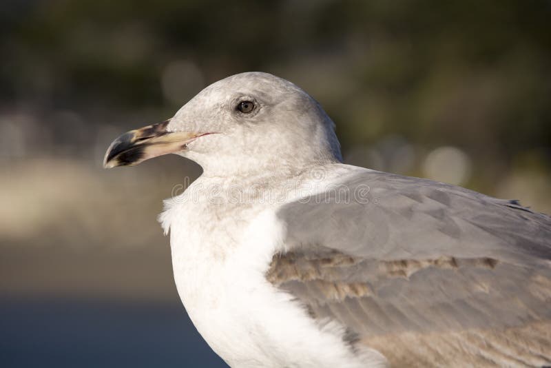 Seagull stock image. Image of seabirds, animals, laridae - 49850655