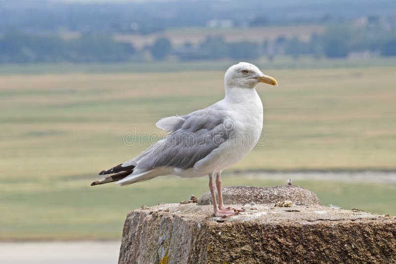 Seagull close flying stock image. Image of blue, cloud - 106579151