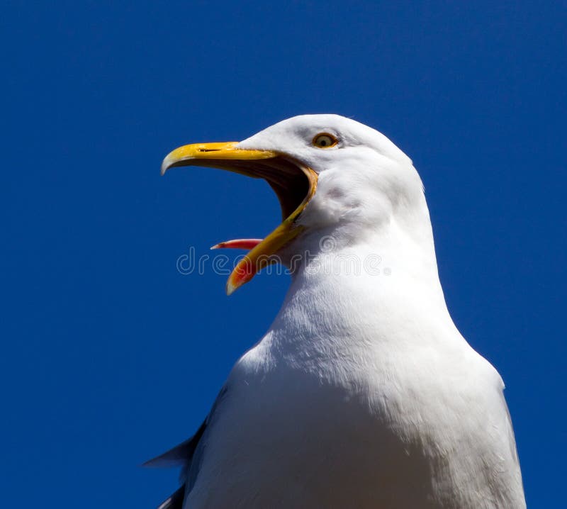 Seagull stock image. Image of gull, face, close, seagull - 41451423