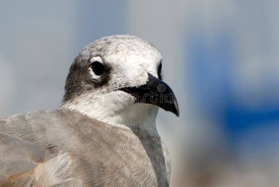 Seagull closeup stock photo. Image of closeup, christi - 6879678
