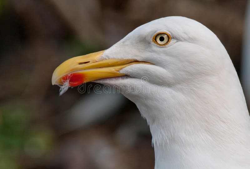 Seagull stock image. Image of wild, closeup, bird, wildlife - 36123317