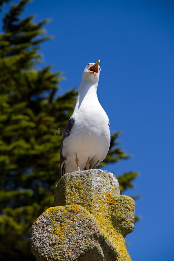 Crying Seagull Larus Fuscus on a Beach Basket in a Seaside Resort Stock ...