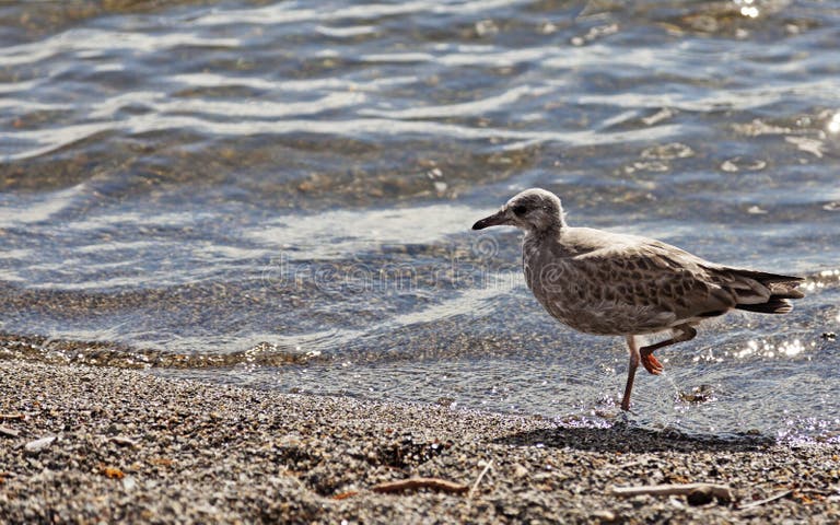 A Seagull Cub Runs by the Shore Stock Image - Image of coast, calm ...