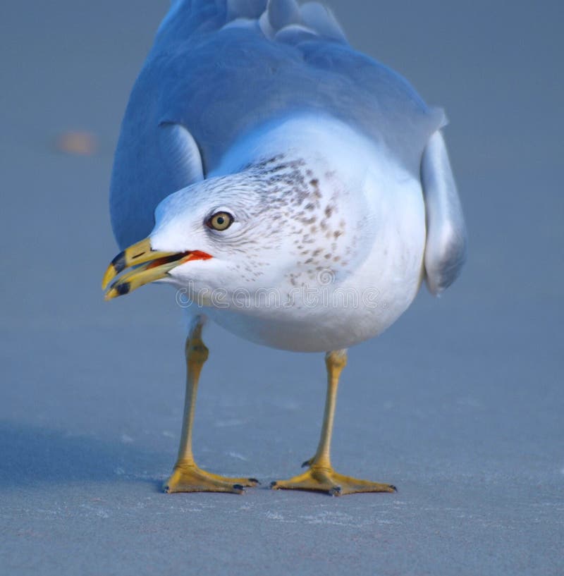 Seagull stock photo. Image of seagull, bird, sand, wings - 59521802