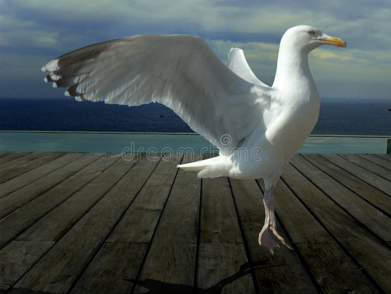 Seagull dancing stock illustration. Illustration of bird - 4394214