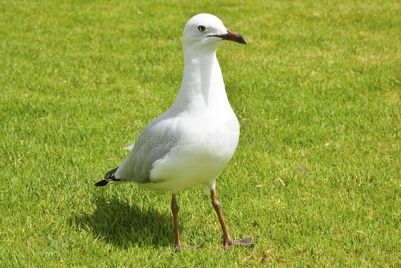 Seagull Dancing on the Grass Stock Photo - Image of feet, seagull: 97731796