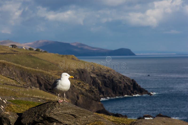 Seagull. Dingle Peninsula. Ireland Stock Photo - Image of daytime ...