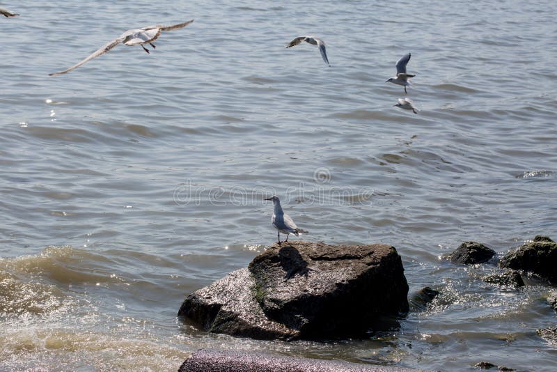 Seagull beside the Dirty Sewer Pipe at the Sea or Ocean Shore. Stock ...