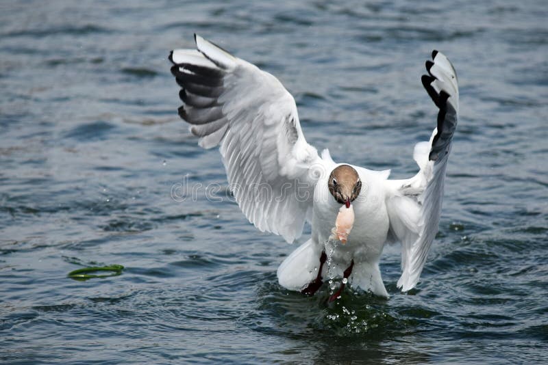 Seagull diving for food stock image. Image of hunt, prey - 42451693