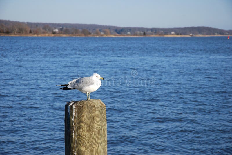 Seagull on dock post stock photo. Image of water, feathers - 7630474