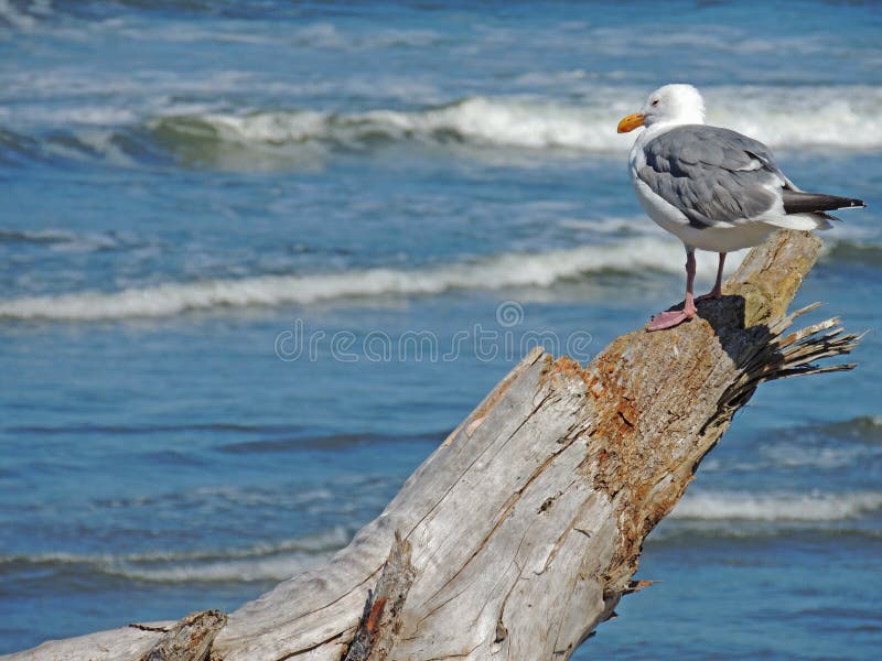 Seagull driftwood lookout stock photo. Image of perch - 68135820