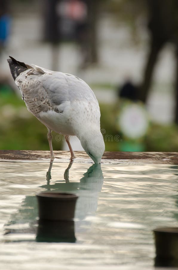 Seagull drinking stock photo. Image of nature, thirst - 57777866