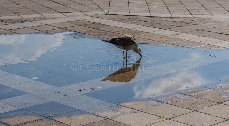 Seagull Drinking from Puddle of Water Stock Image - Image of puddle ...