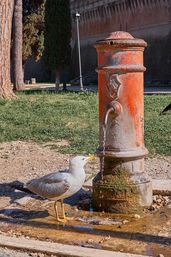 Seagull Drinking from Rock Pool Stock Photo - Image of water, marine ...