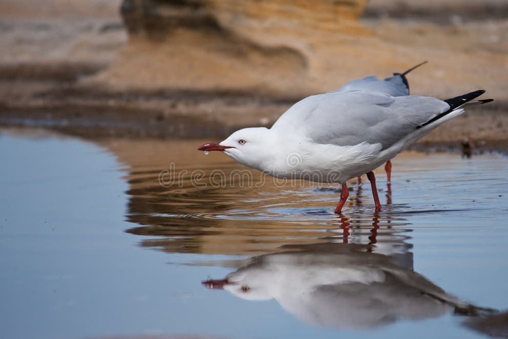 Seagull Drinking from Rock Pool Stock Image - Image of seagull, nature ...