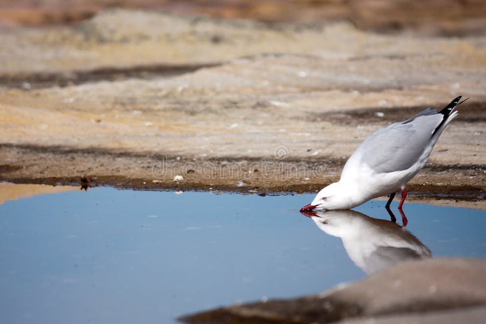 Seagull Drinking from Rock Pool Stock Photo - Image of water, marine ...