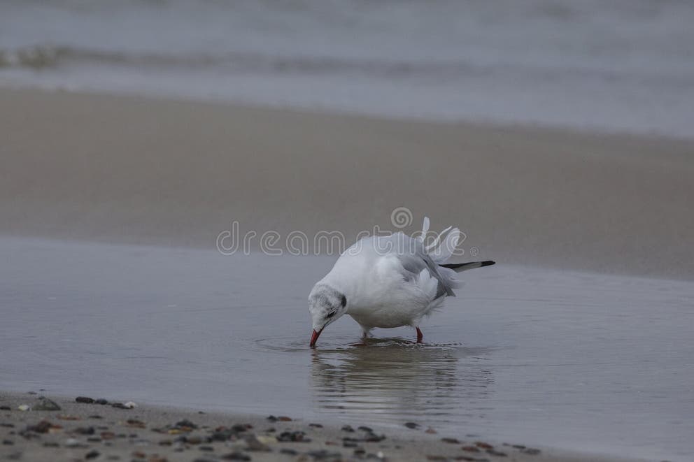 Seagull Drinking Sea Water, Baltic Sea Stock Photo - Image of white ...