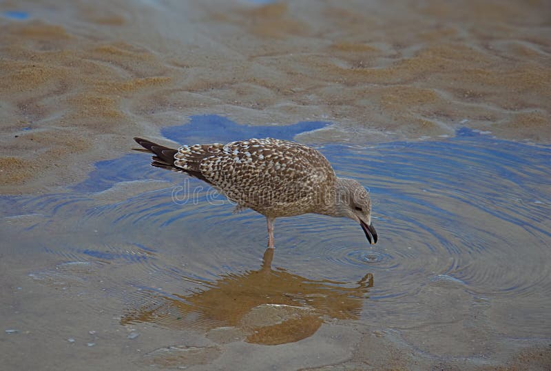 Seagull Drinking from Rock Pool Stock Photo - Image of water, marine ...