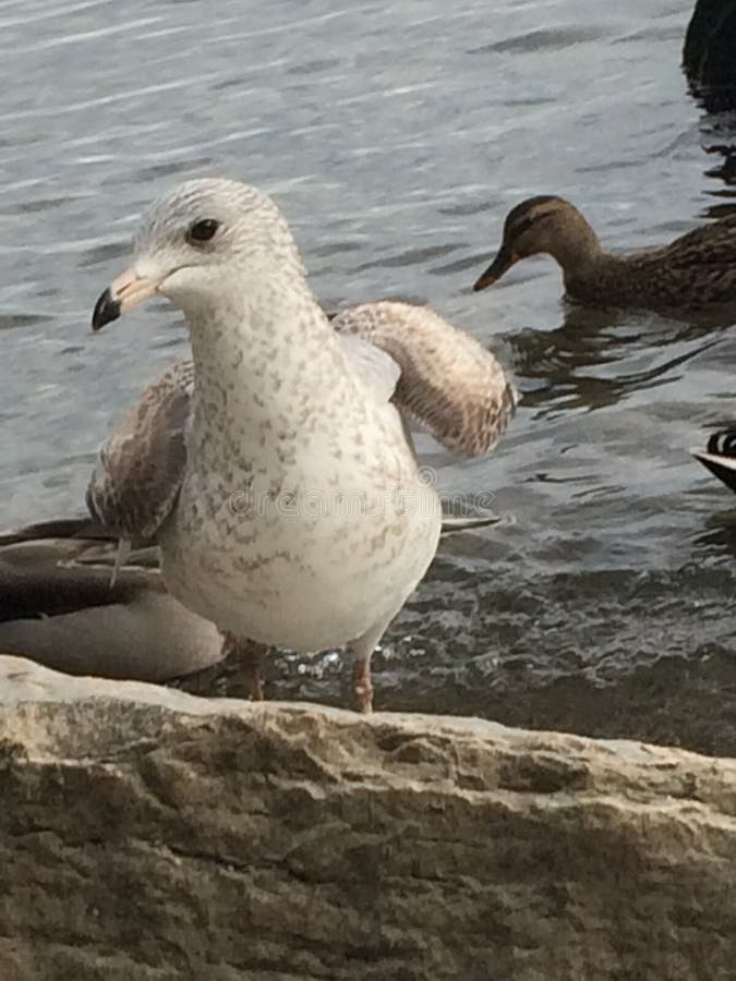 A Seagull and a Duck in the Lake Ontario in Toronto, Ontario, Canada ...