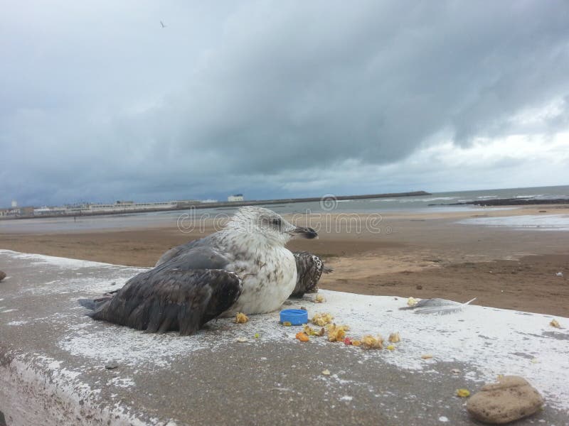 Dying seagull stock photo. Image of injury, ailment, death - 1899054