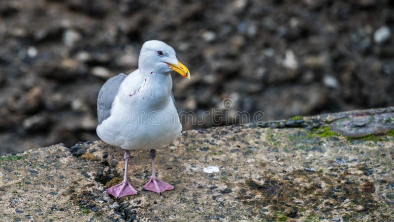 Seagull eating stock photo. Image of animals, bank, rock - 68817864