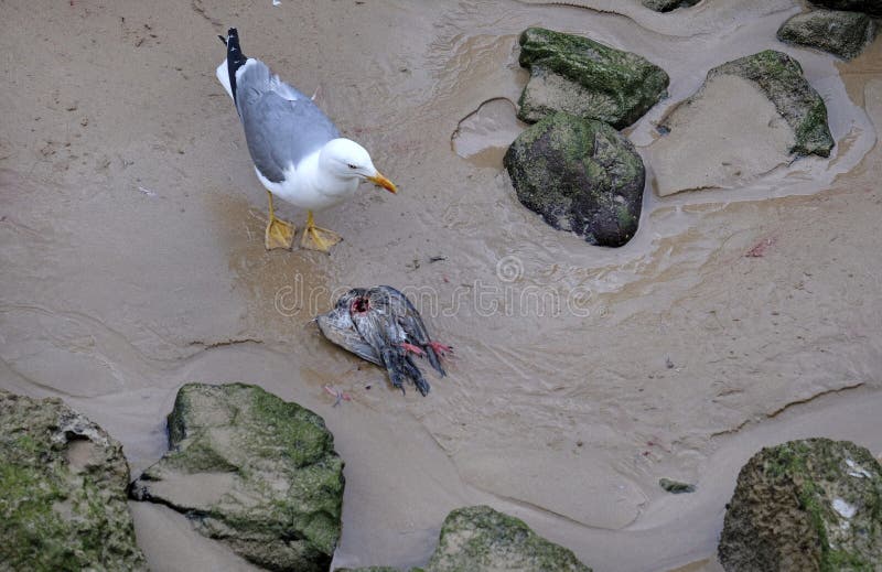 Seagull Eating from a Dead Bird Stock Image - Image of feather, food ...