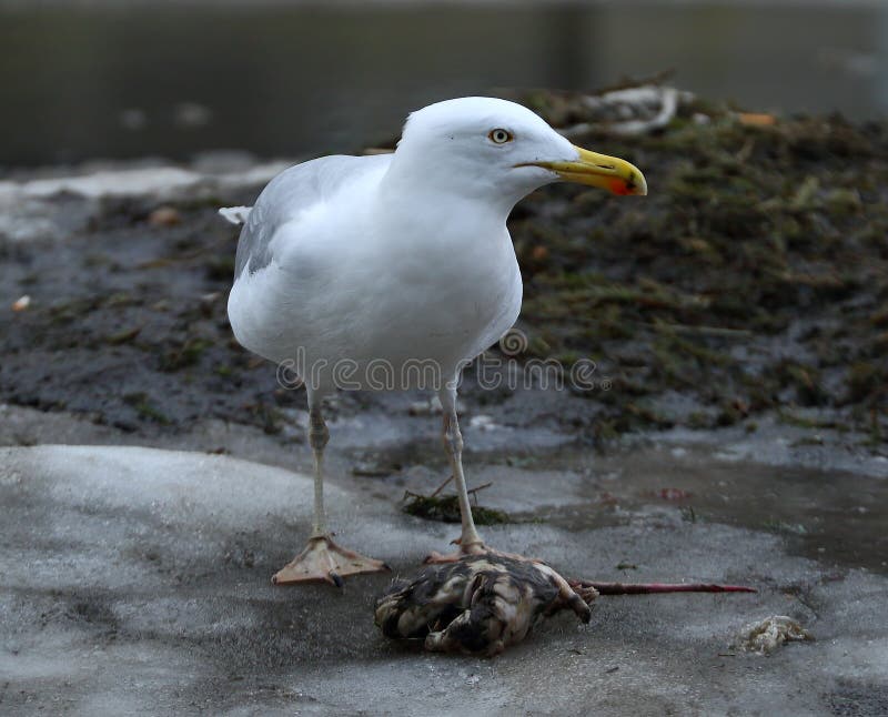 Seagull eating a dead rat stock image. Image of food - 140295133