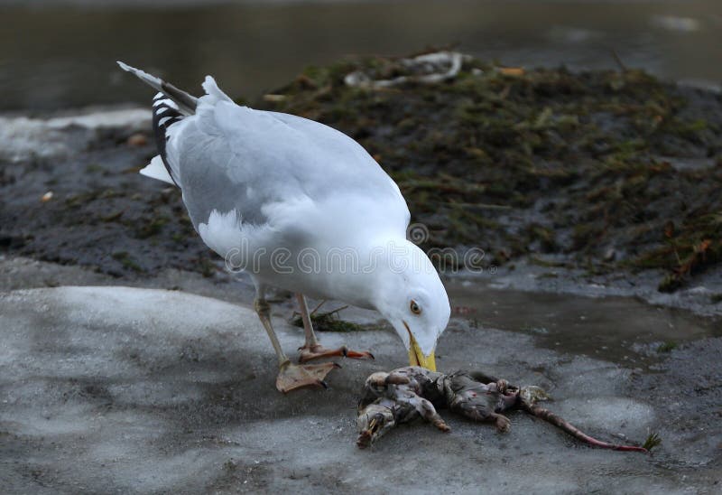 Seagull eating a dead rat stock image. Image of natural - 140295249