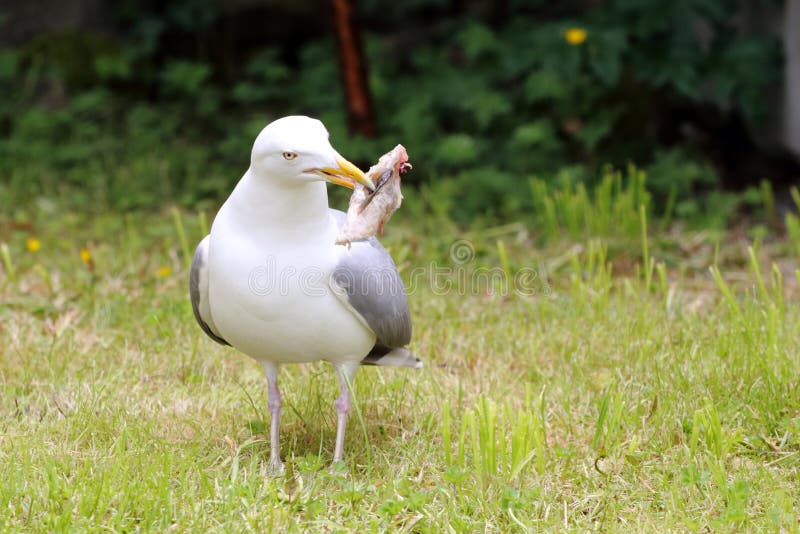 Seagull eating fish stock photo. Image of bird, eating - 36884716
