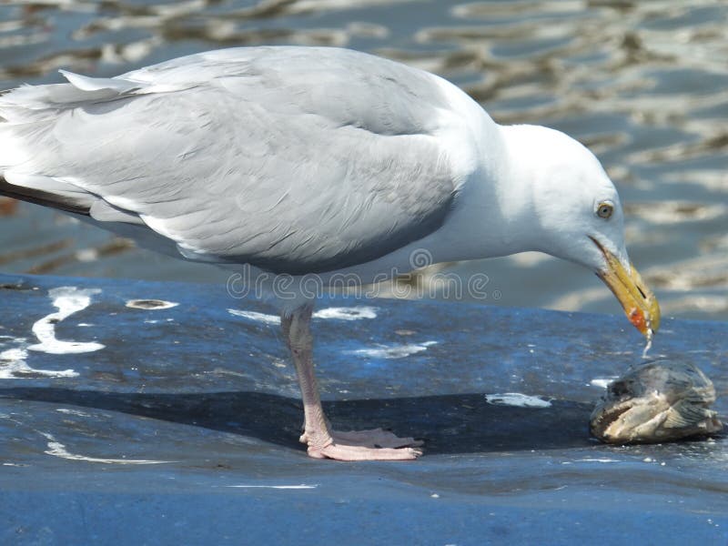 1,061 Seagull Eating Fish Stock Photos - Free & Royalty-Free Stock ...