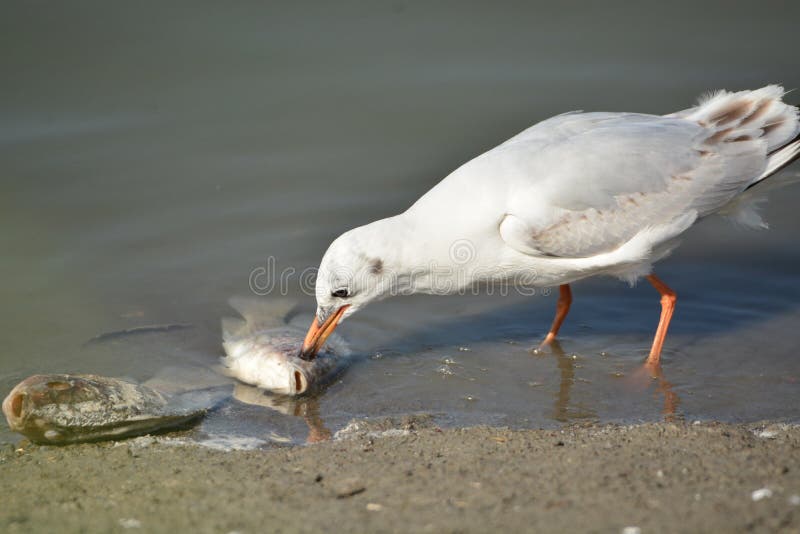 Seagull eating fish stock photo. Image of bird, eating - 36884716