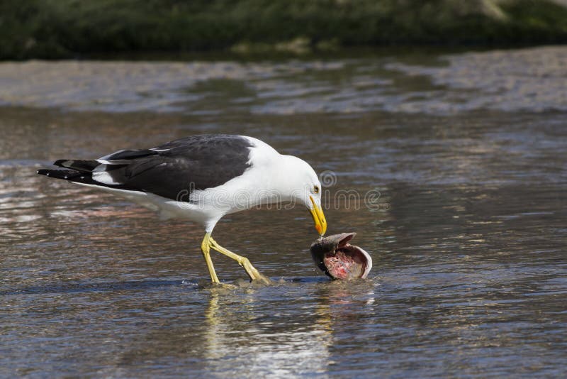 A Seagull Eating a Fish on the Beach Stock Photo - Image of wings ...