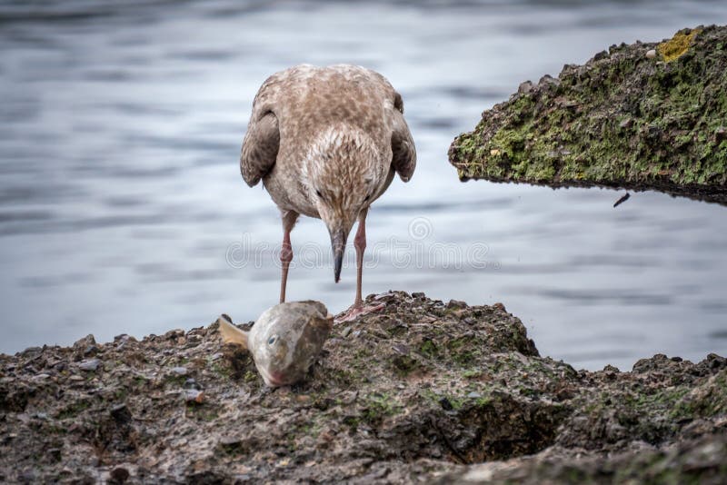 Seagull Eating a Fish Head for Food Stock Image - Image of feather ...