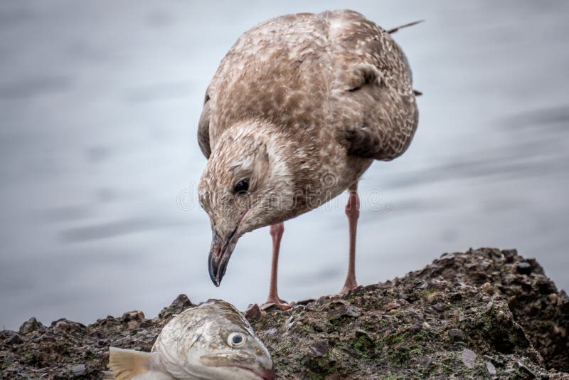Seagull Eating a Fish Head for Food Stock Image - Image of rock ...