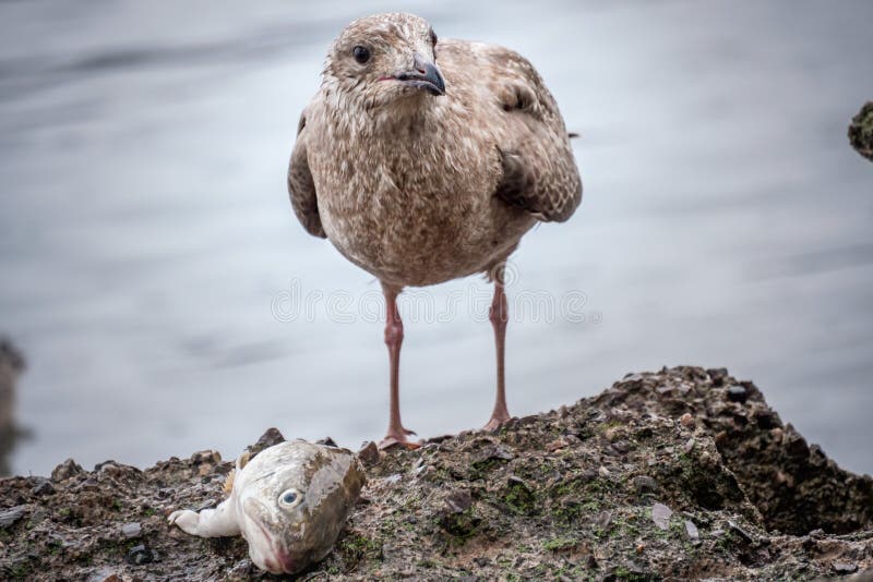 Seagull Eating a Fish Head for Food Stock Image - Image of head, park ...