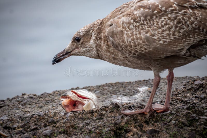 Seagull Eating a Fish Head for Food Stock Image - Image of animal ...