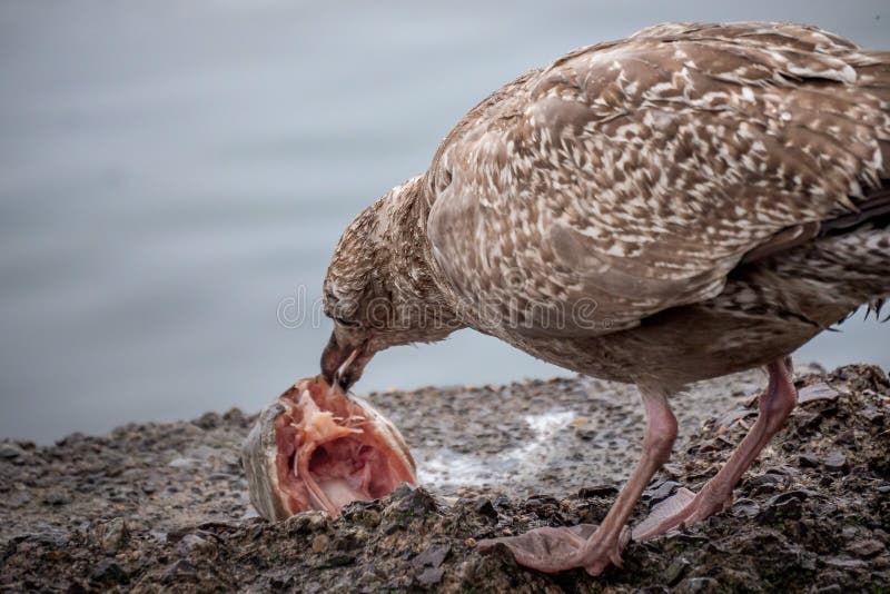 Seagull Eating a Fish Head for Food Stock Image - Image of nature, beak ...