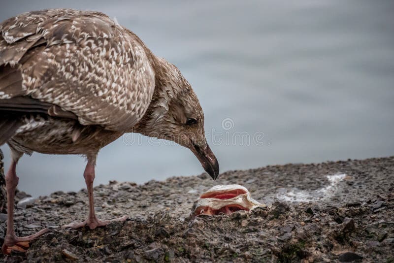 Seagull Eating a Fish Head for Food Stock Photo - Image of endangered ...